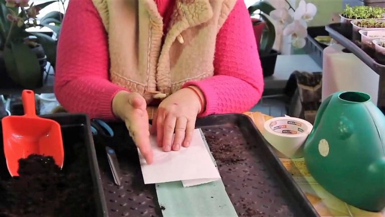 Seeding In Snails: We Understand In Detail The Most Compact Method Of ...