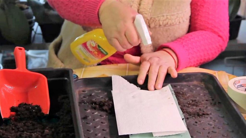 Seeding In Snails: We Understand In Detail The Most Compact Method Of ...