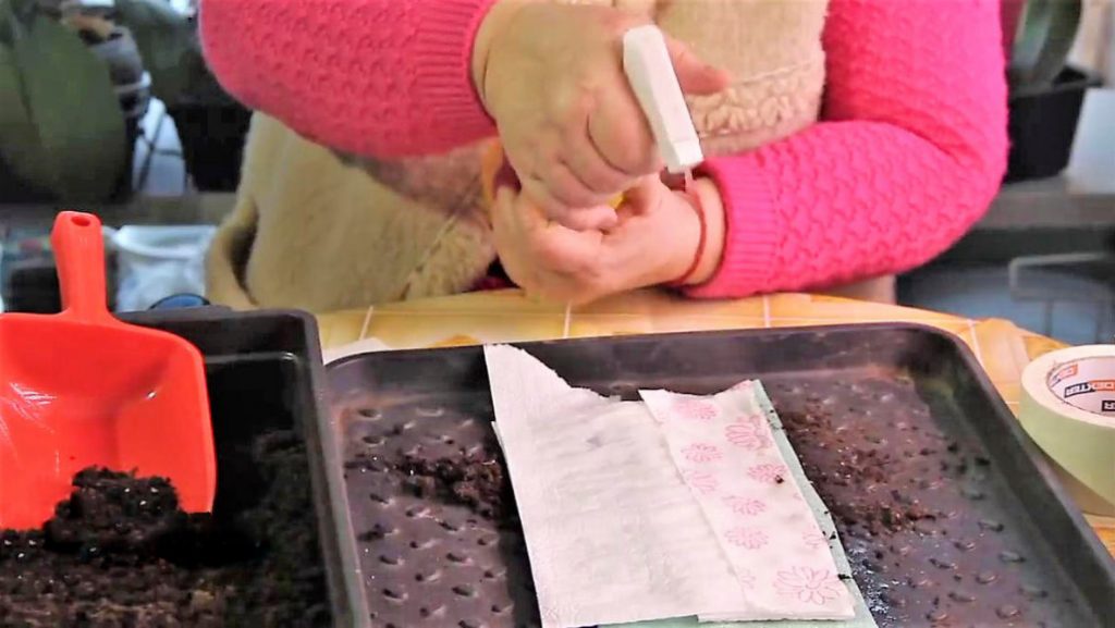 Seeding In Snails: We Understand In Detail The Most Compact Method Of ...