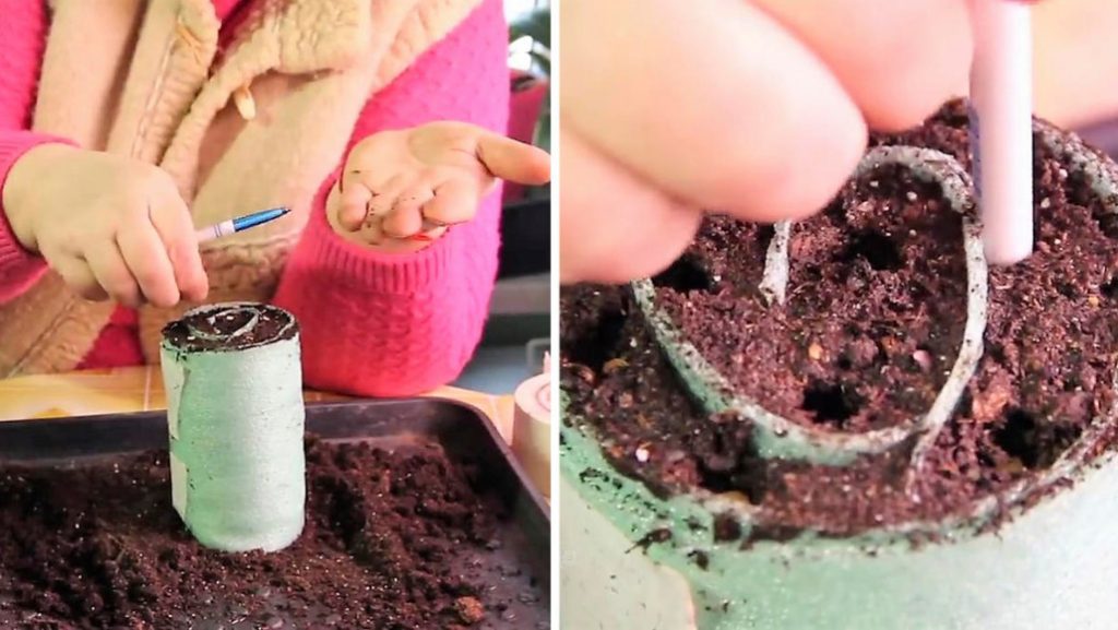 Seeding In Snails: We Understand In Detail The Most Compact Method Of ...