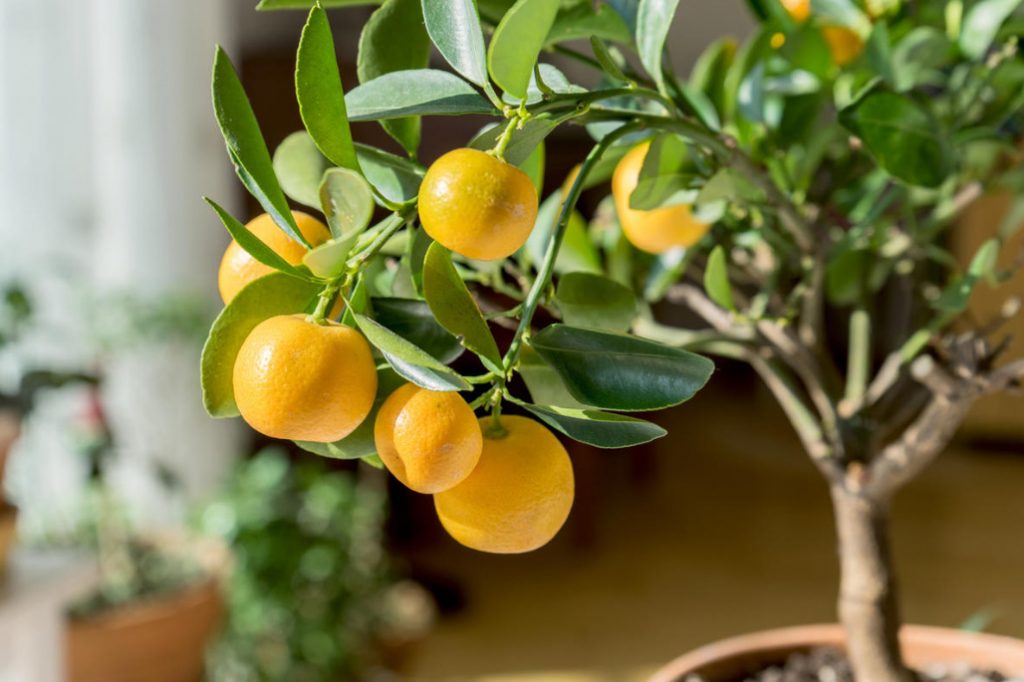 Seven Plants That Are Easy To Grow From A Bone At Home