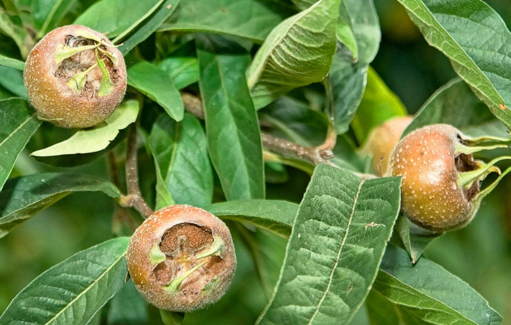 Seven Plants That Are Easy To Grow From A Bone At Home