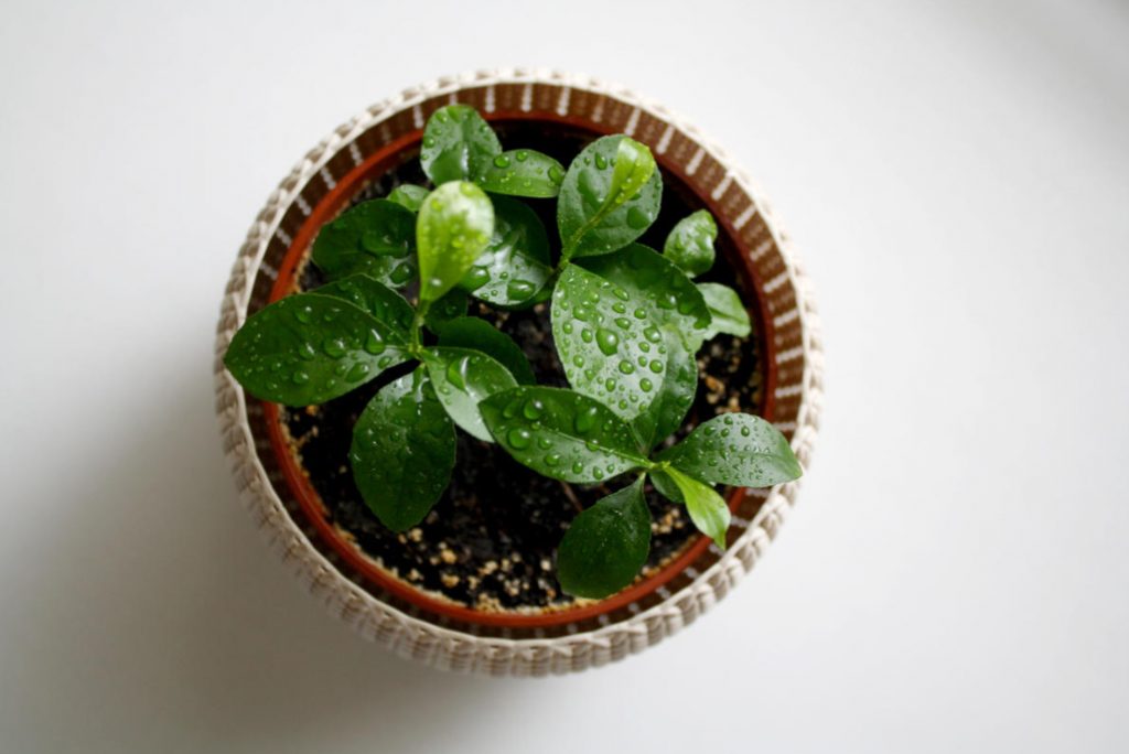 Seven Plants That Are Easy To Grow From A Bone At Home