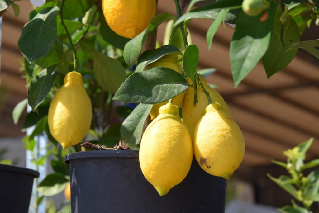 Seven Plants That Are Easy To Grow From A Bone At Home