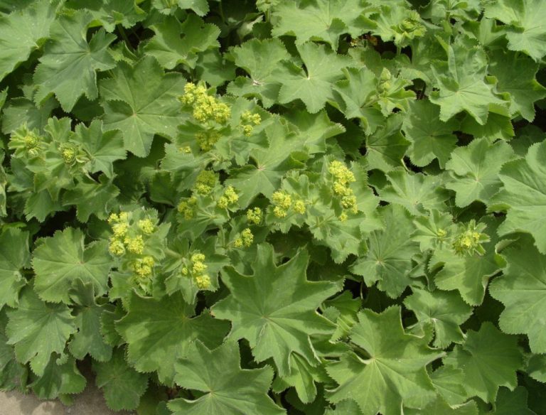 The Love For Alchemilla Is Easy To Explain - Take A Look At Their ...