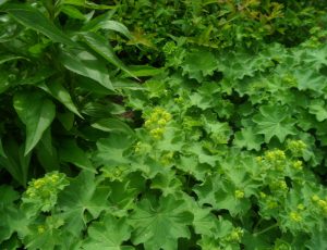 The Love For Alchemilla Is Easy To Explain - Take A Look At Their ...