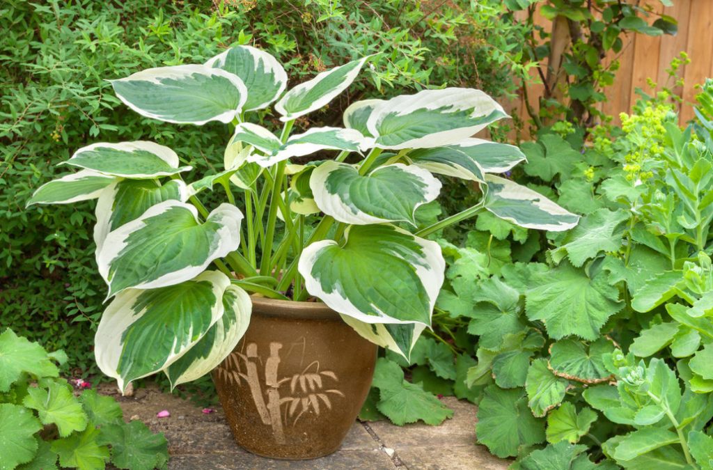 The Love For Alchemilla Is Easy To Explain - Take A Look At Their ...