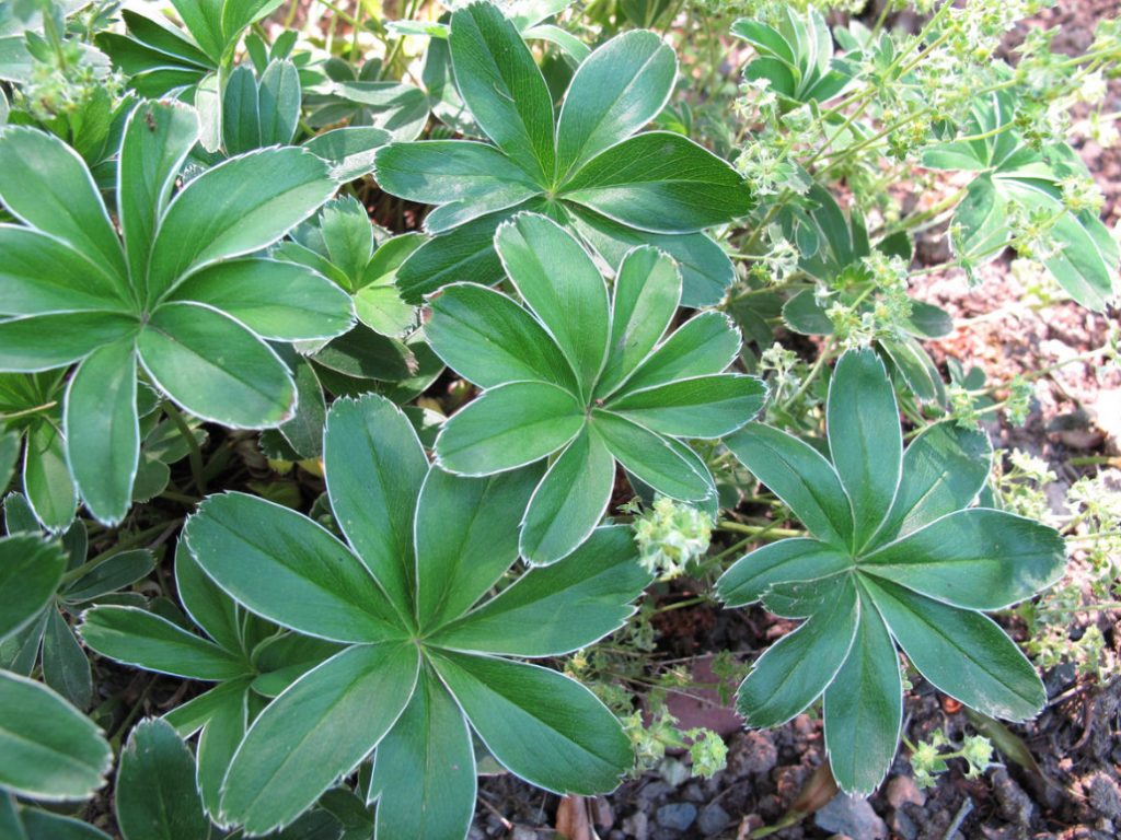 The Love For Alchemilla Is Easy To Explain - Take A Look At Their ...
