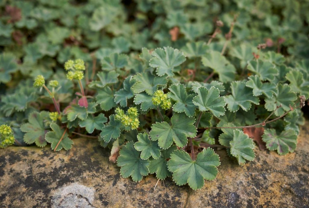 The Love For Alchemilla Is Easy To Explain - Take A Look At Their ...