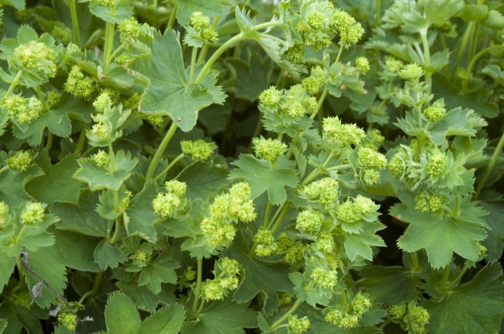 The Love For Alchemilla Is Easy To Explain - Take A Look At Their ...