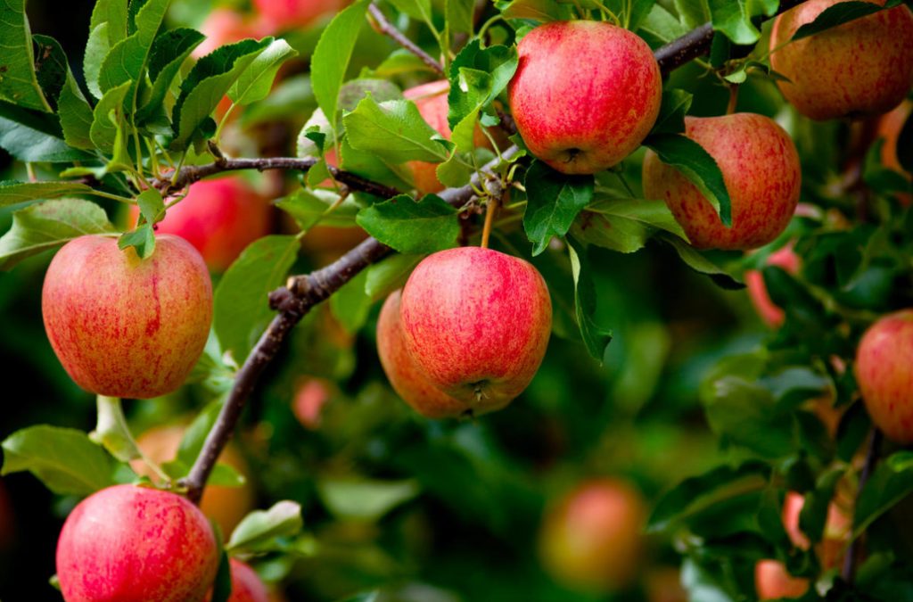 The Perfect Fruit Tree. What Should We Strive For When Forming The Crown?