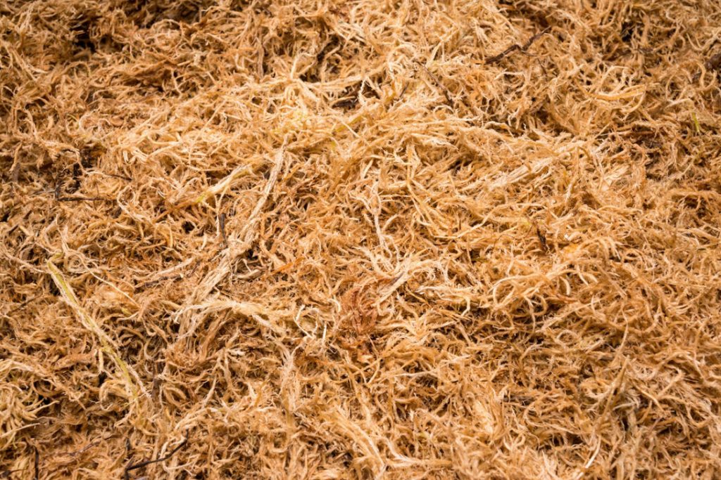 What Is What: a Brief Overview Of Substrates And Additives For Garden ...