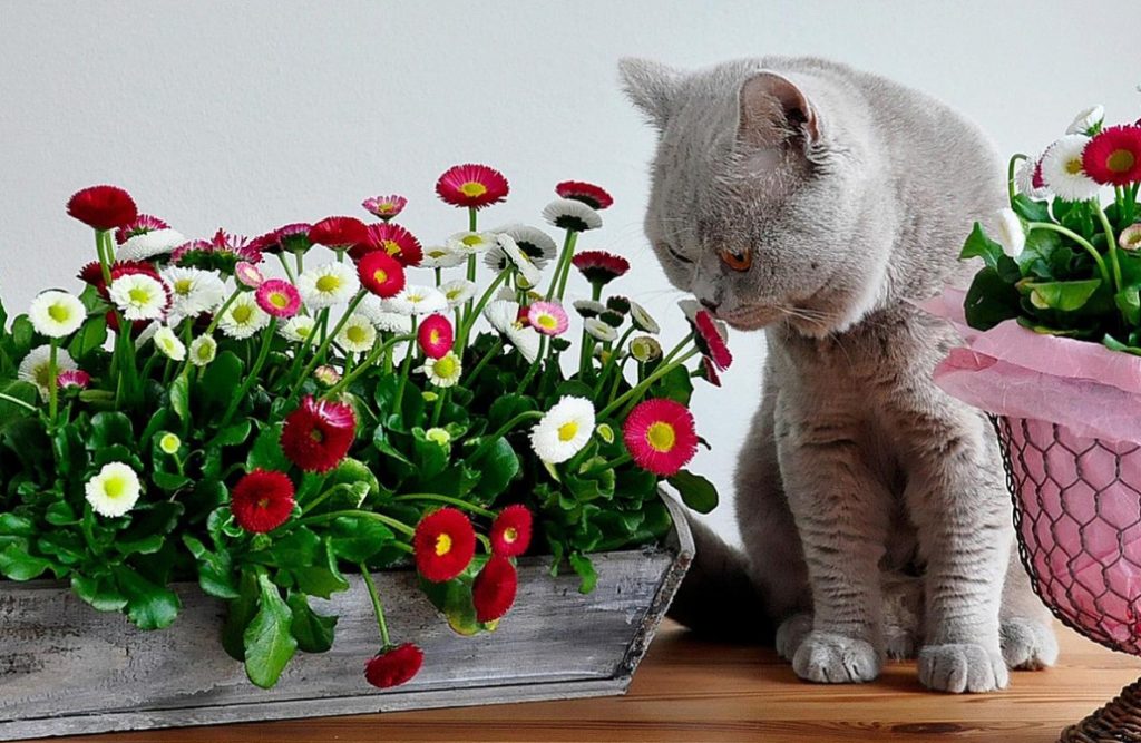 Cat In Landscape Design, Or If You Have a Garden And a Cat...