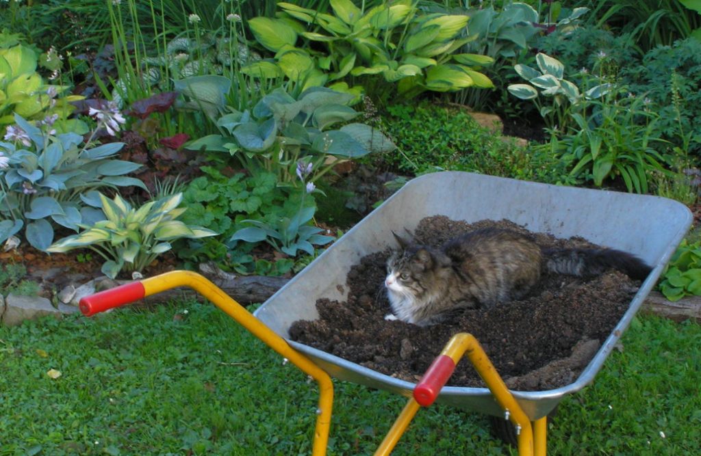 Cat In Landscape Design, Or If You Have a Garden And a Cat...