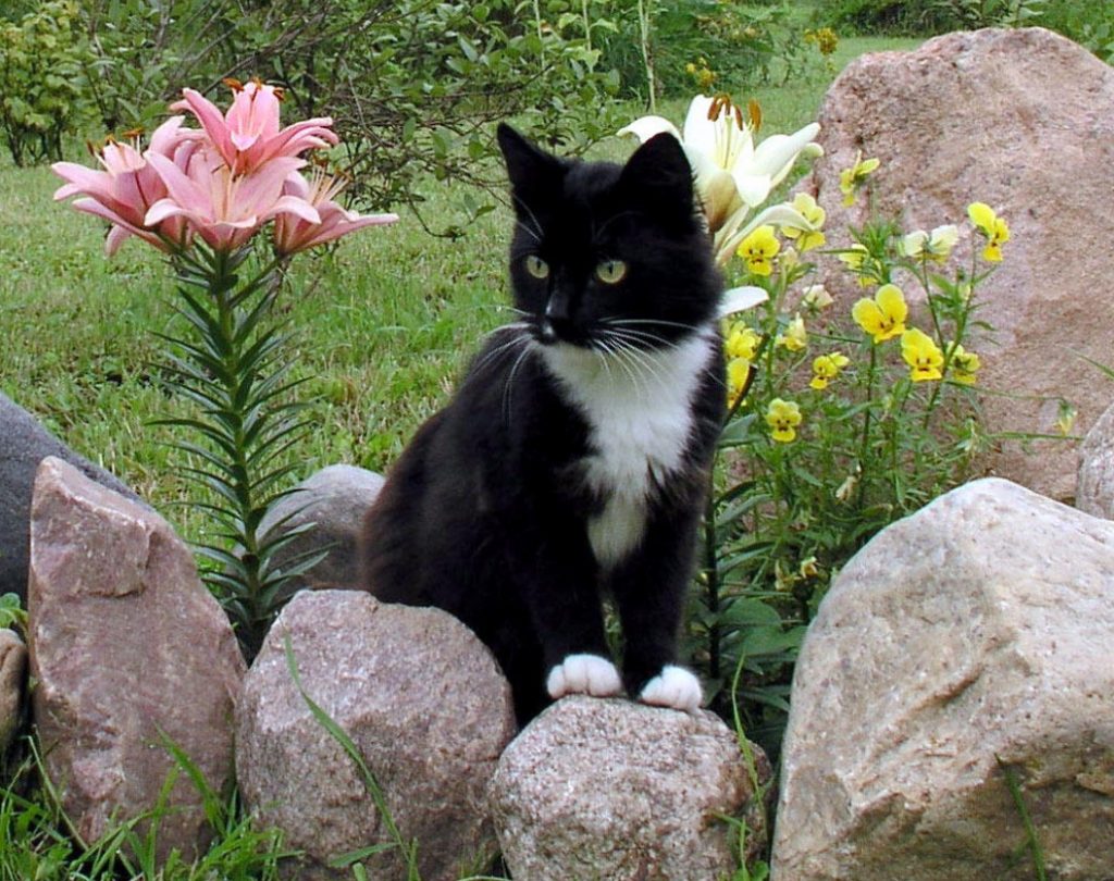 Cat In Landscape Design, Or If You Have a Garden And a Cat...