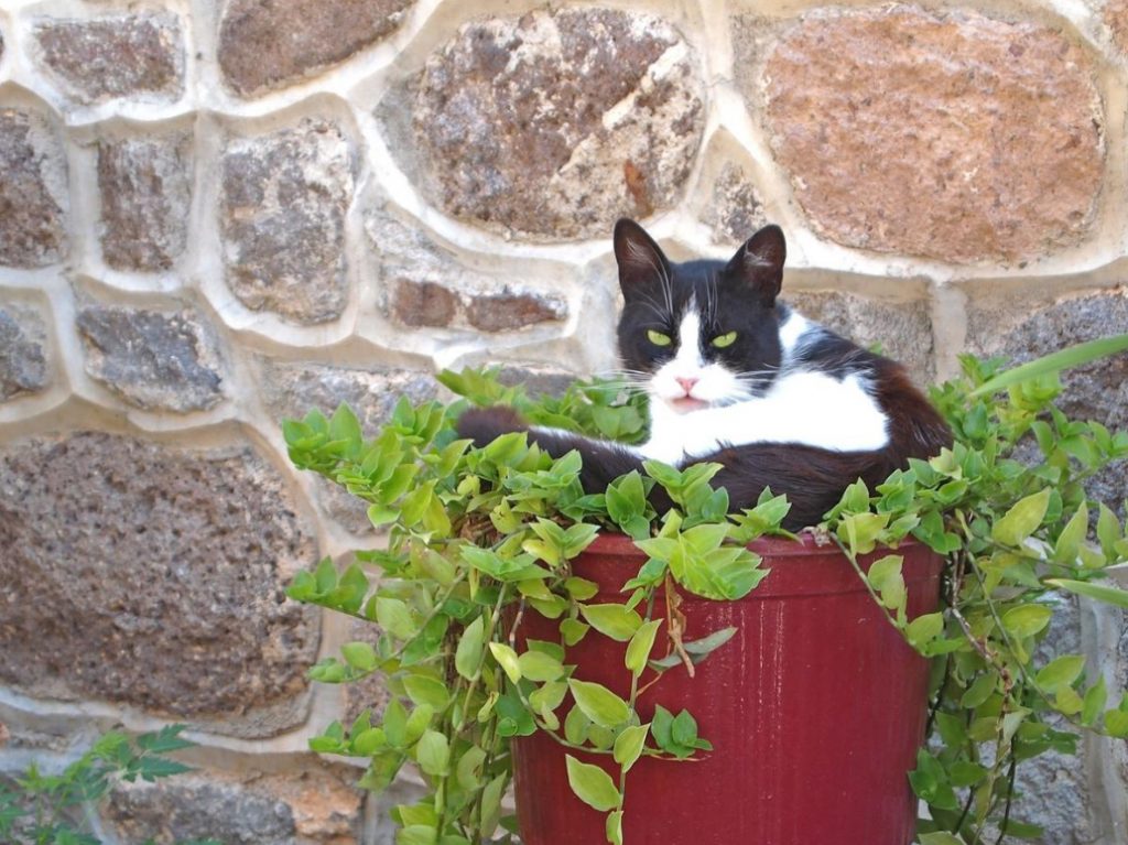 Cat In Landscape Design, Or If You Have a Garden And a Cat...