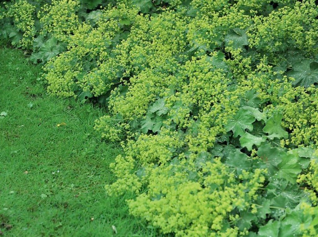 Green "Ten": The Most Beautiful Plants With Green Flowers