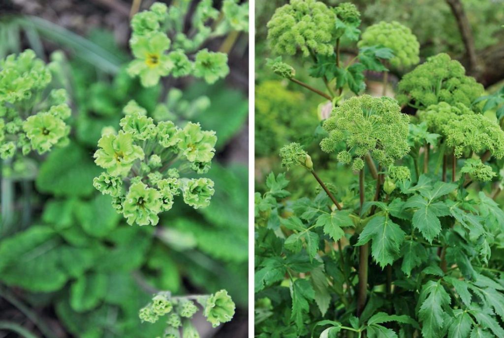 Green "Ten": The Most Beautiful Plants With Green Flowers