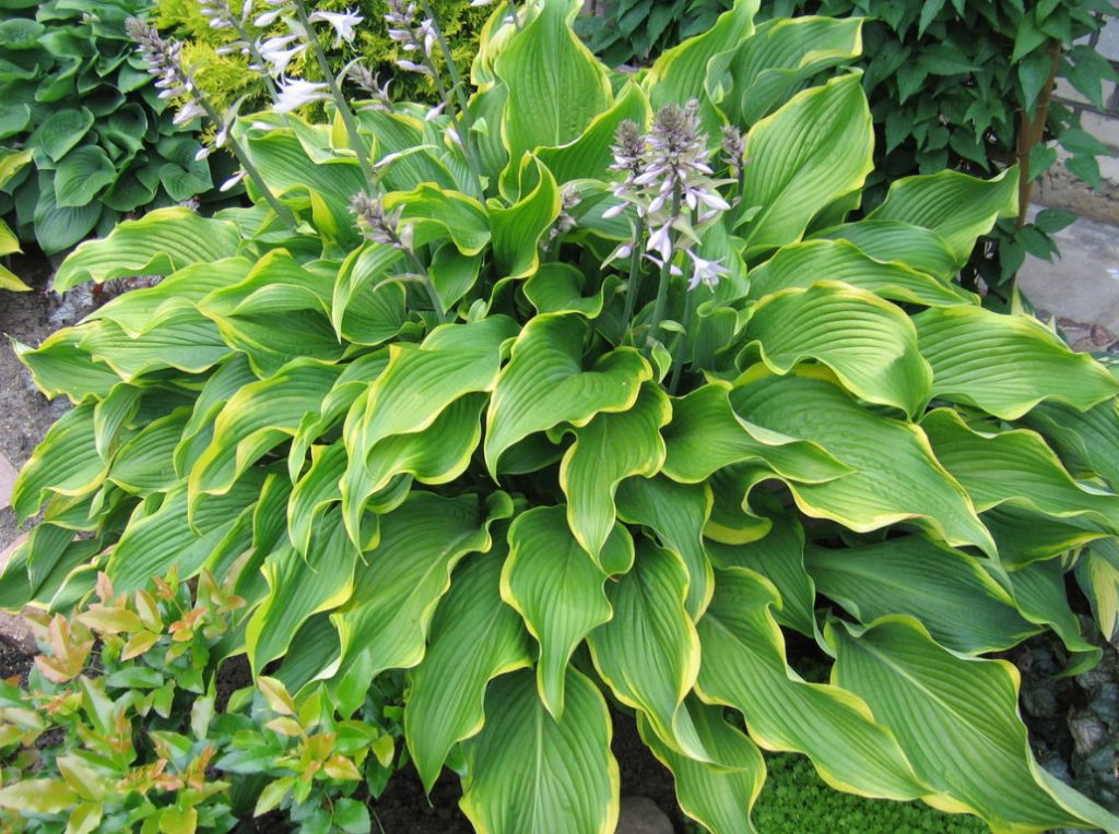 Hosta And Its Secrets: Nuances Of Landing (Part 2)