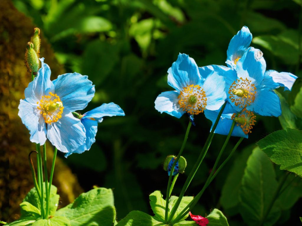 How To Tame The Himalayan Poppy: Growing Meconopsis In The Cottage