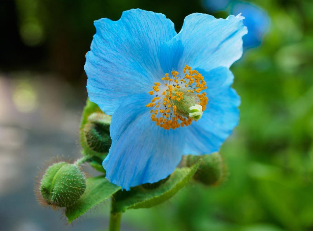 How To Tame The Himalayan Poppy: Growing Meconopsis In The Cottage