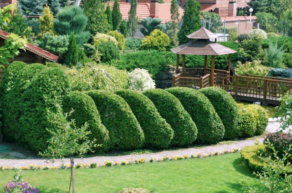 How To Properly Cut And Trim Plants: Tips For Beginners