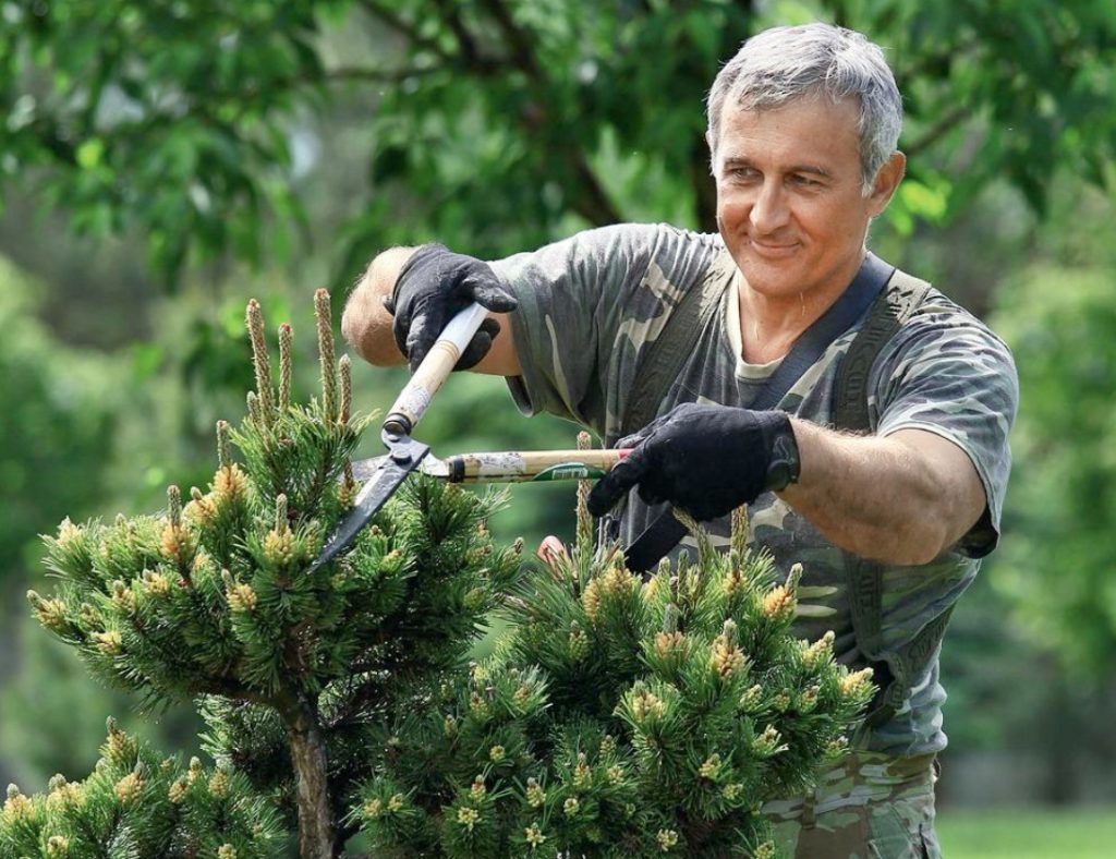 How To Properly Cut And Trim Plants: Tips For Beginners