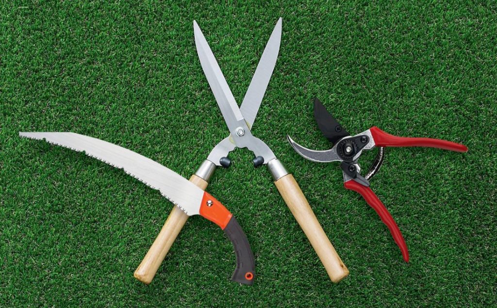 How To Properly Cut And Trim Plants: Tips For Beginners