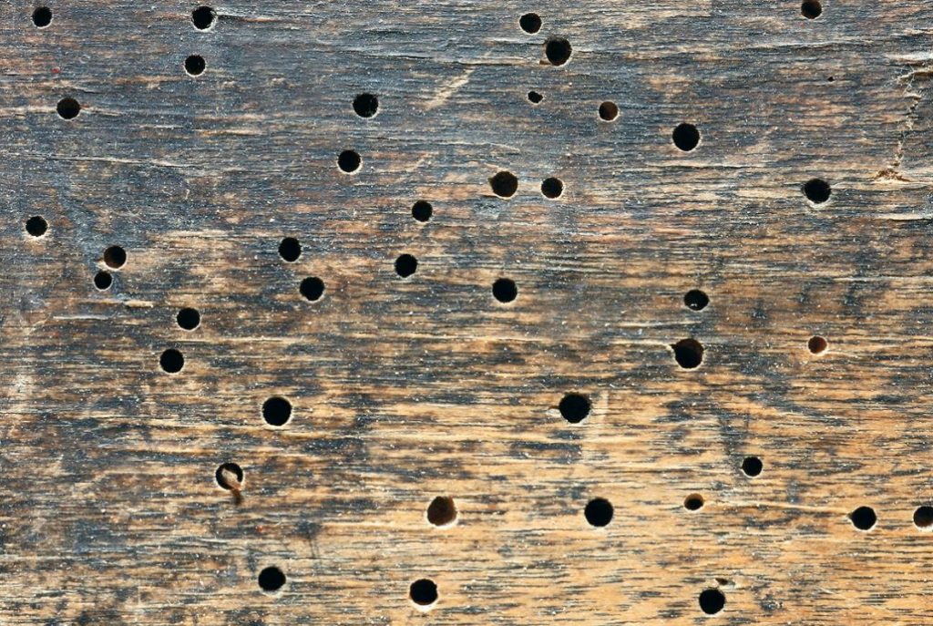 How To Save a Wooden House From a Woodworm Beetle: Expert Advice
