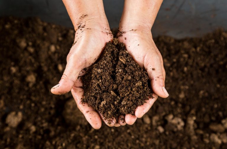 Nine Important Features Of Peat Use That a Gardener Should Know About