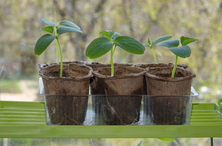 Nine Important Features Of Peat Use That a Gardener Should Know About