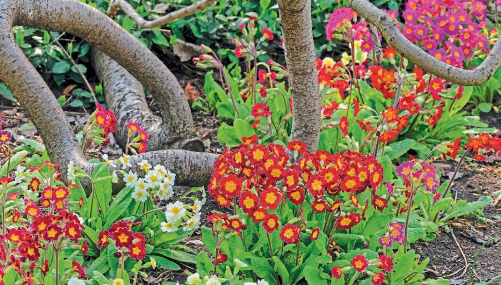 Primula - Prima Of The Spring Garden