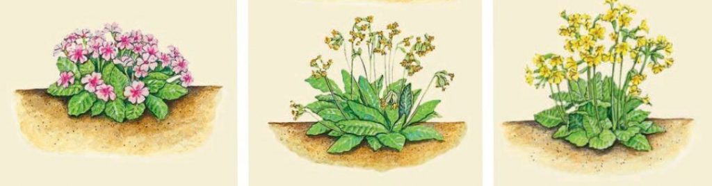 Primula - Prima Of The Spring Garden - Best Landscape Ideas