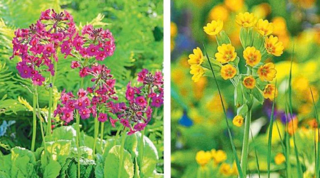 Primula - Prima Of The Spring Garden - Best Landscape Ideas