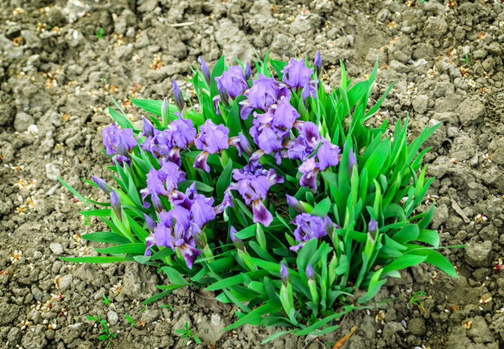 The most beautiful and pretty plants. Enjoy, but don't tear!