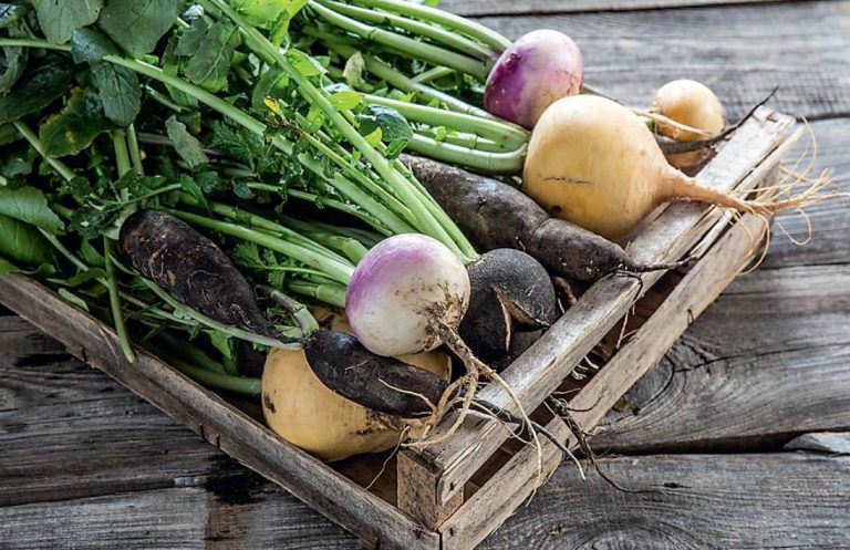 Turnip Varieties: Choose The Taste And Color - Best Landscape Ideas