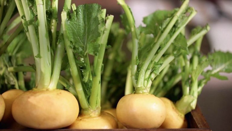 Turnip Varieties: Choose The Taste And Color