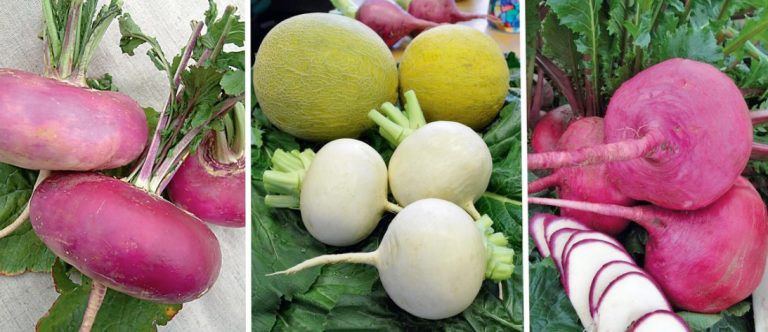Turnip Varieties: Choose The Taste And Color