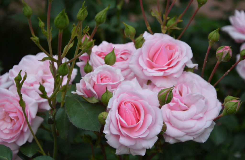 Varieties Worthy Of Attention: Choose Hybrid Tea And Floribund Roses ...