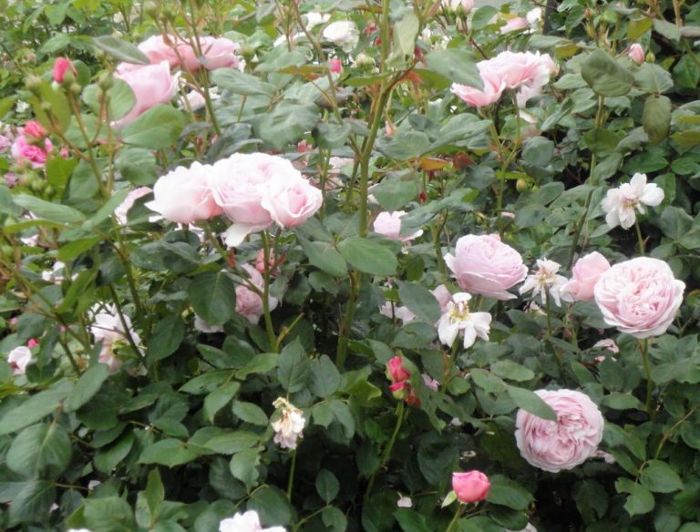 What You Need To Know About Roses Before You Go To The Store To Buy Them