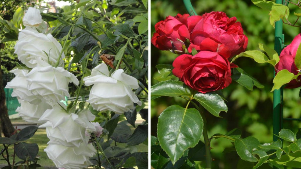 What You Need To Know About Roses Before You Go To The Store To Buy Them