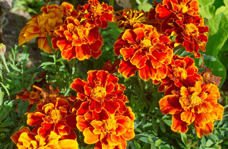 About The Benefits Of Tagetes, Or How Beauty Saves The Garden - Best ...