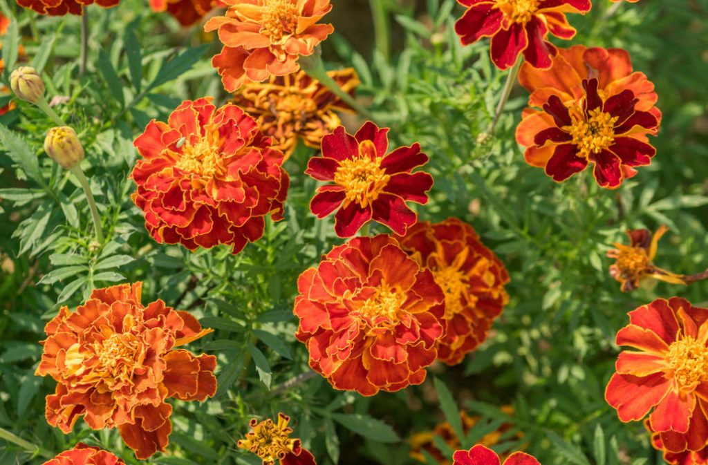About The Benefits Of Tagetes, Or How Beauty Saves The Garden