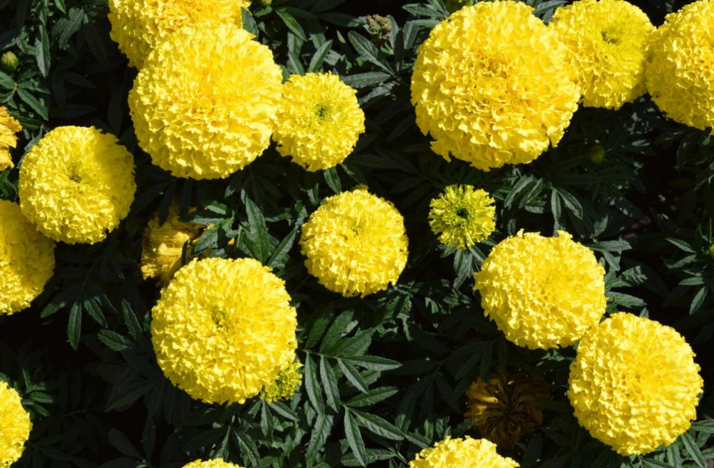 About The Benefits Of Tagetes, Or How Beauty Saves The Garden