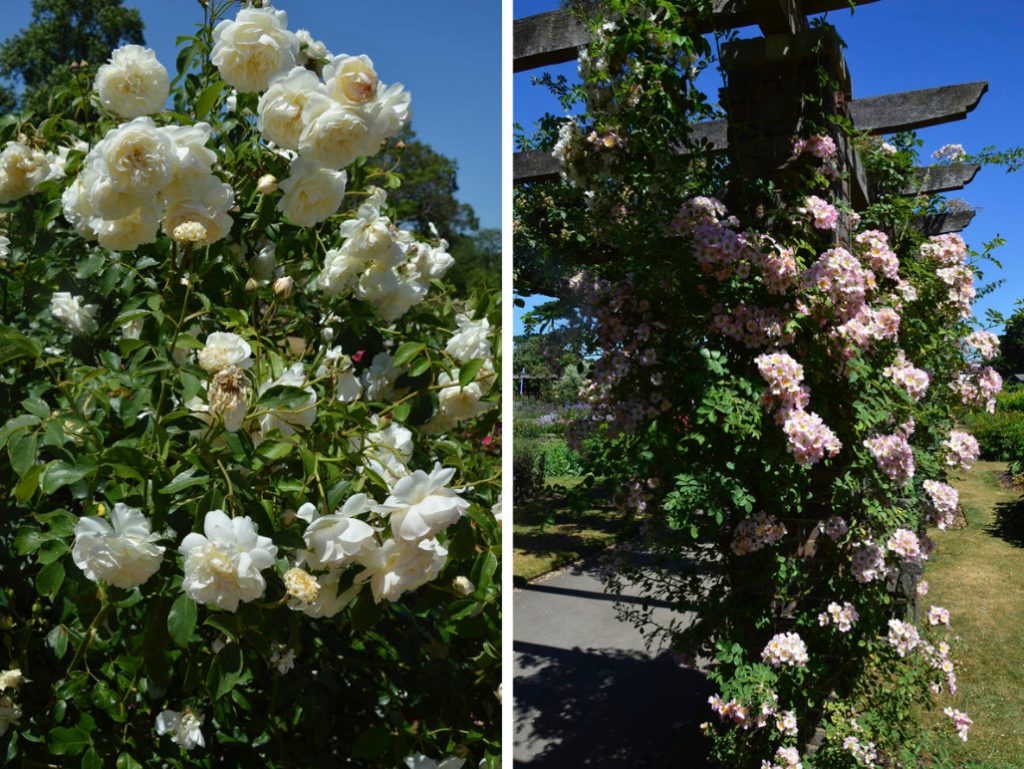 Climbing Roses In The Garden: Types, Varieties, Placement, Photos