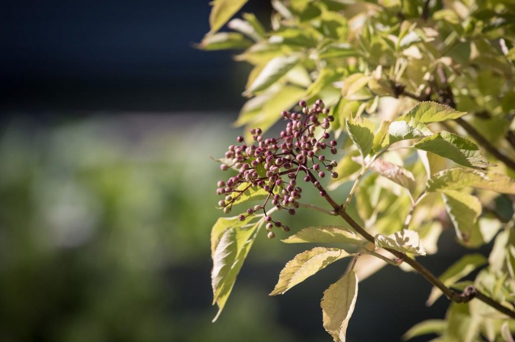 Elderberry: Types And Varieties, Cultivation And Care (Part 2)