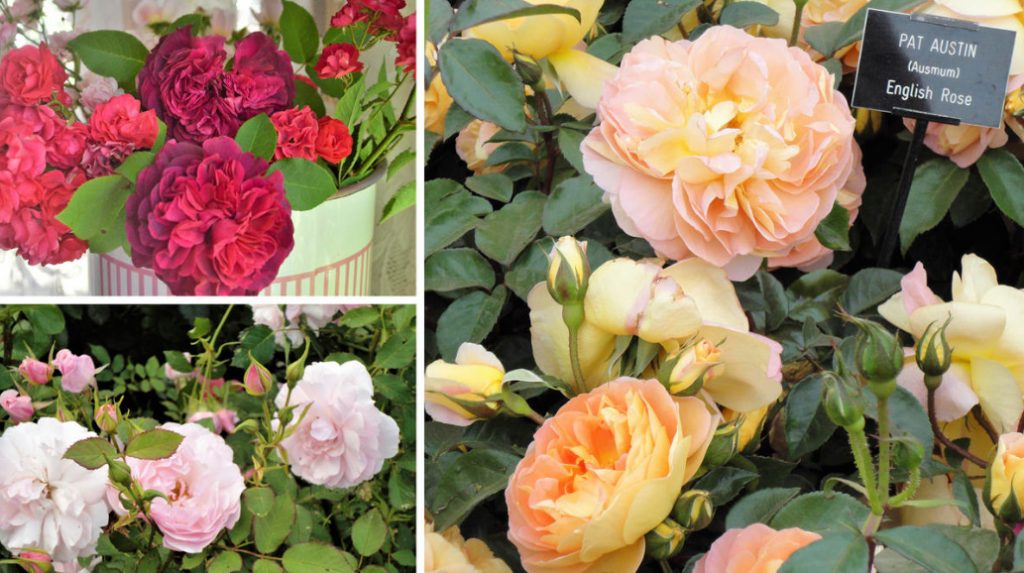 English Roses: Varieties, Photos. Tips For Buying And Planting (Part 2)