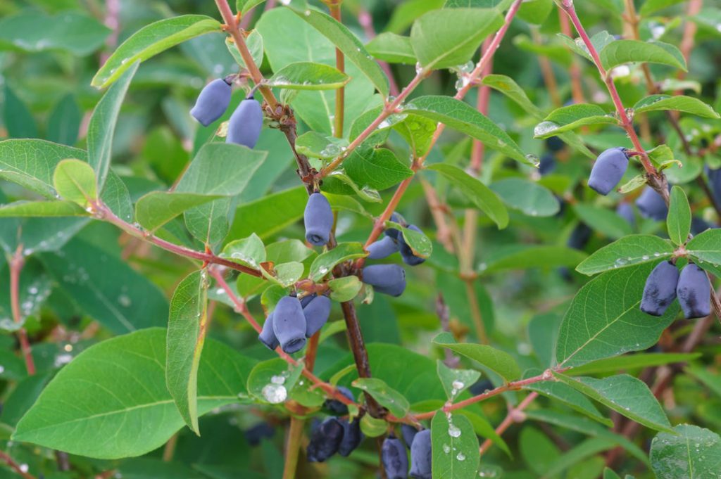 Five Undemanding Berry Bushes For The Garden - Best Landscape Ideas