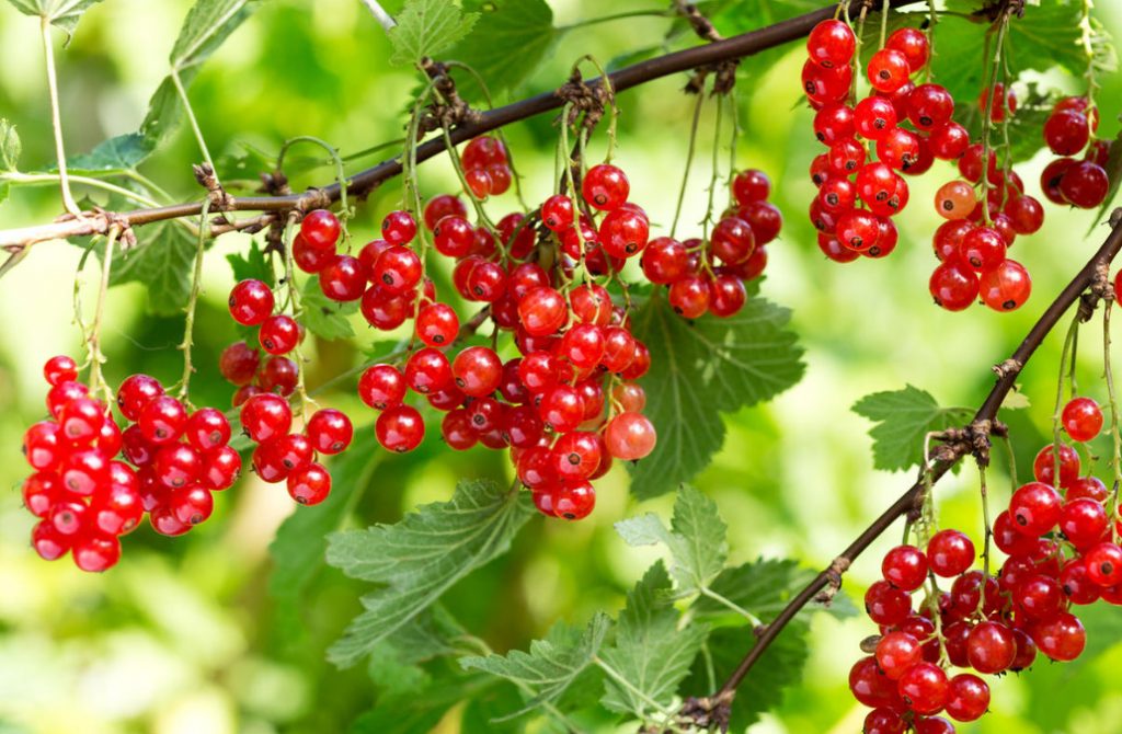 Five Undemanding Berry Bushes For The Garden