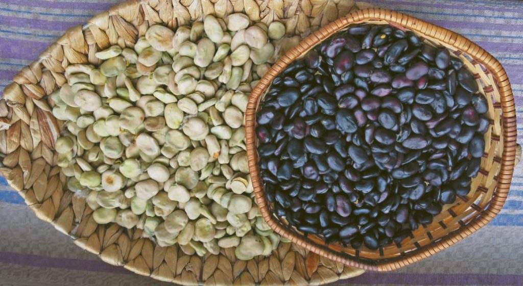 How Not To Confuse Phaseolus And Faba. Features Of Growing And Favorite ...